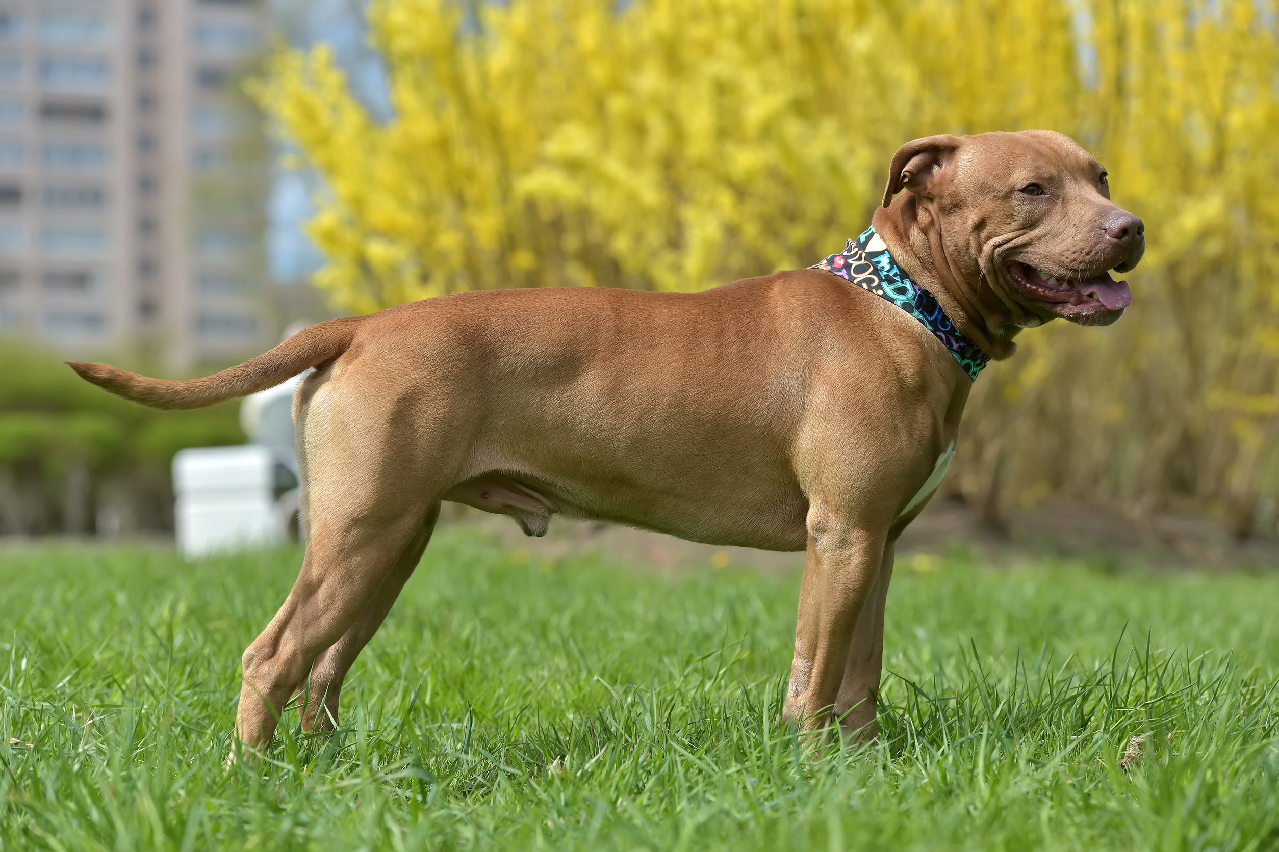 Pitbull: caratteristiche e cura dell'American Pit Bull Terrier | Deabyday